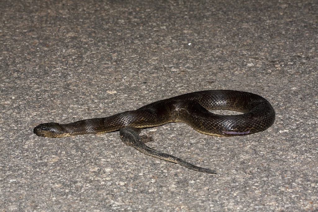 Puff-faced Water Snake from Kuala Selangor Nature Park, Kuala Selangor ...