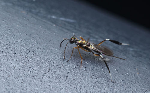 tref's Favorites · iNaturalist