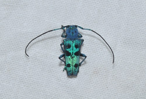 Subgenus Poeciloglenea · iNaturalist