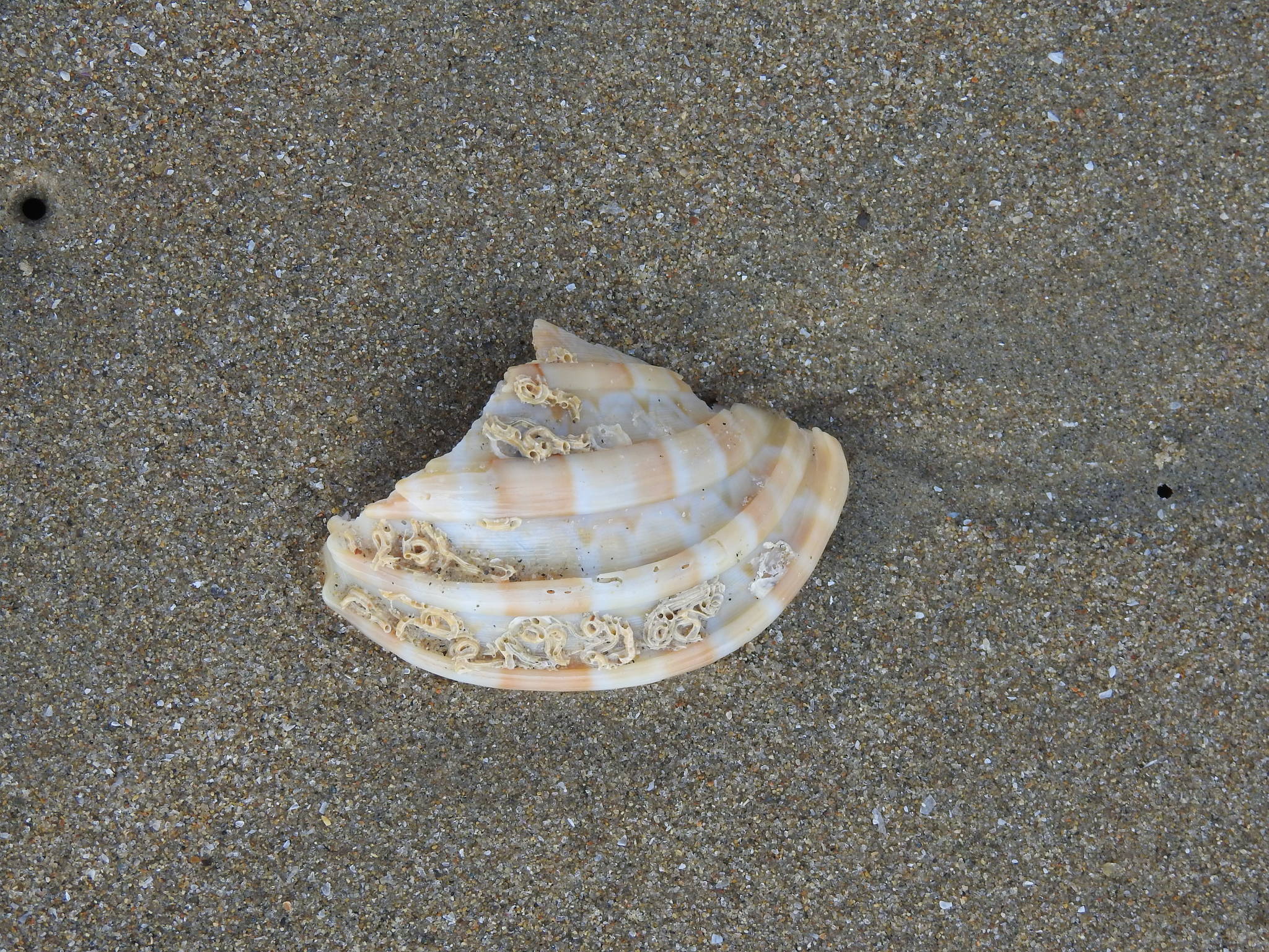 Harpa davidis Röding, 1798