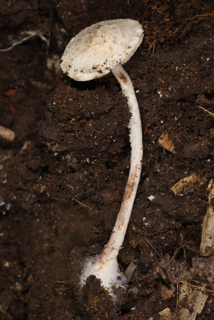 bearded dapperling from Turkey Run State Park, Parke Co., Indiana, USA ...