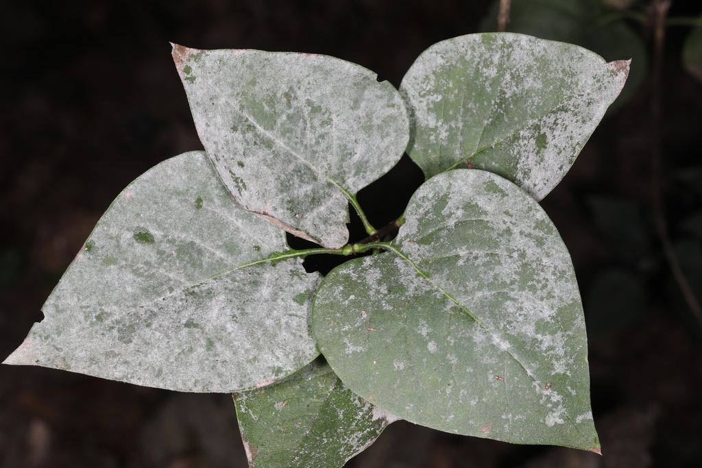 Lilac Powdery Mildew from Turkey Run State Park, Parke Co., Indiana ...