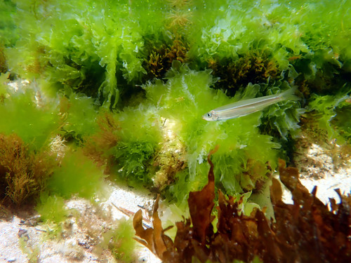 Sandy Sprat (Hyperlophus vittatus) · iNaturalist