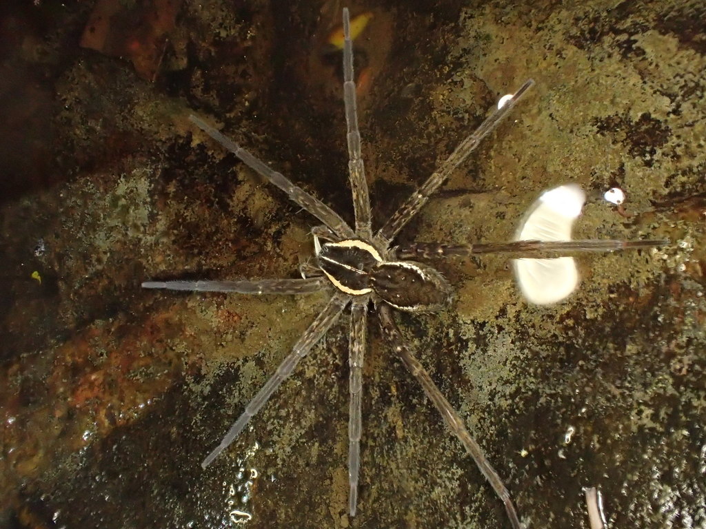 Fishing Spiders in October 2020 by Mark Hura · iNaturalist Australia