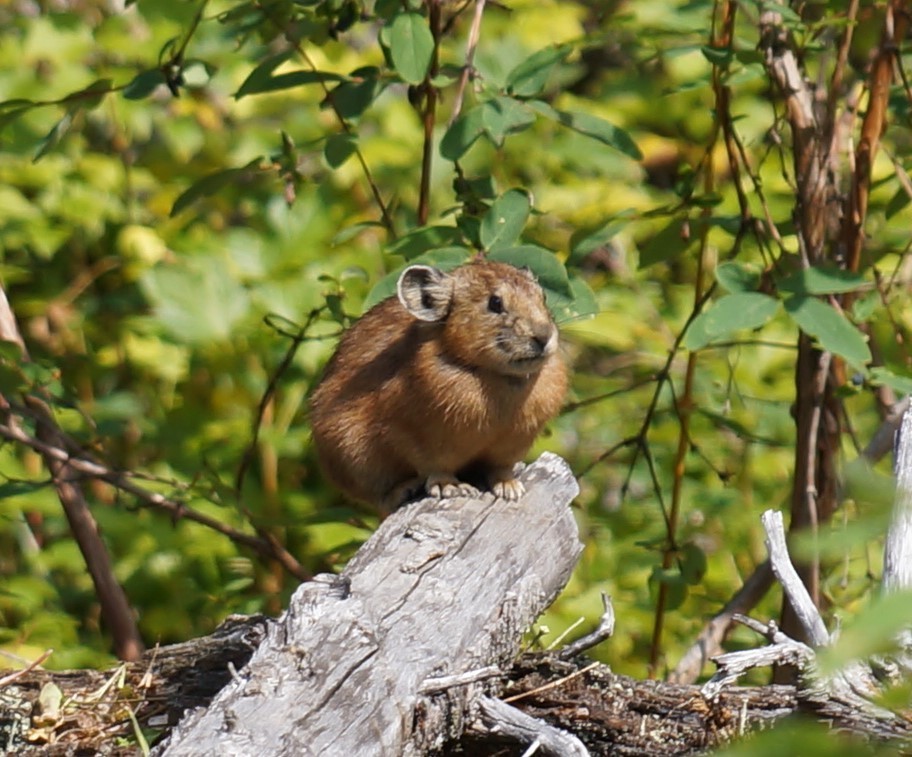 Alpine Pika from Ongudaysky District, Altai Republic, Russia on August ...