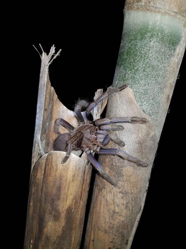Asian Smokey Earth-tiger Tarantula from Jahoo Gibbon Camp, Cambodia on ...