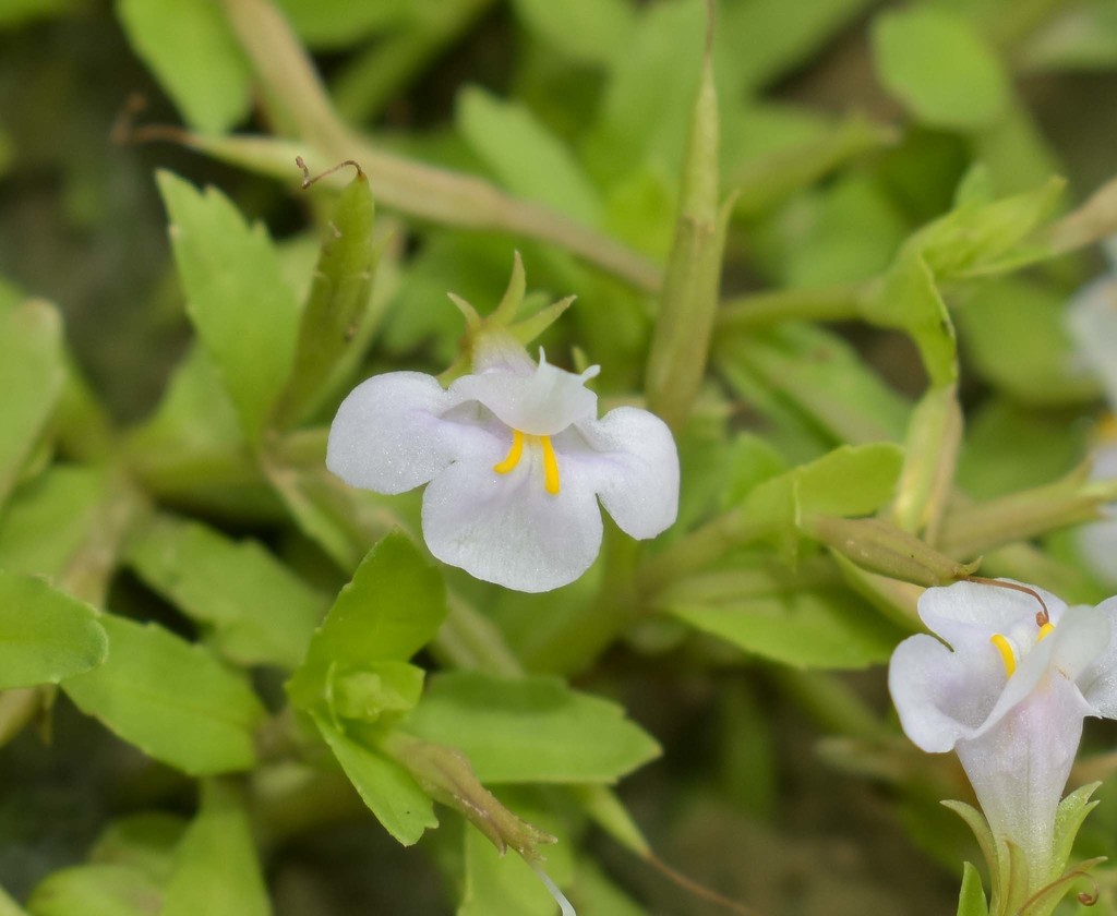 sparrow false pimpernel from Makunda Forest trail, Karimganj, Assam ...
