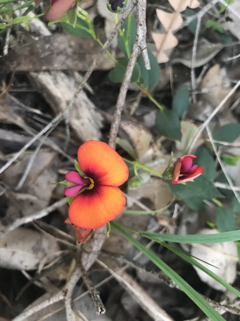(Gompholobium ovatum) - Botanical Realm