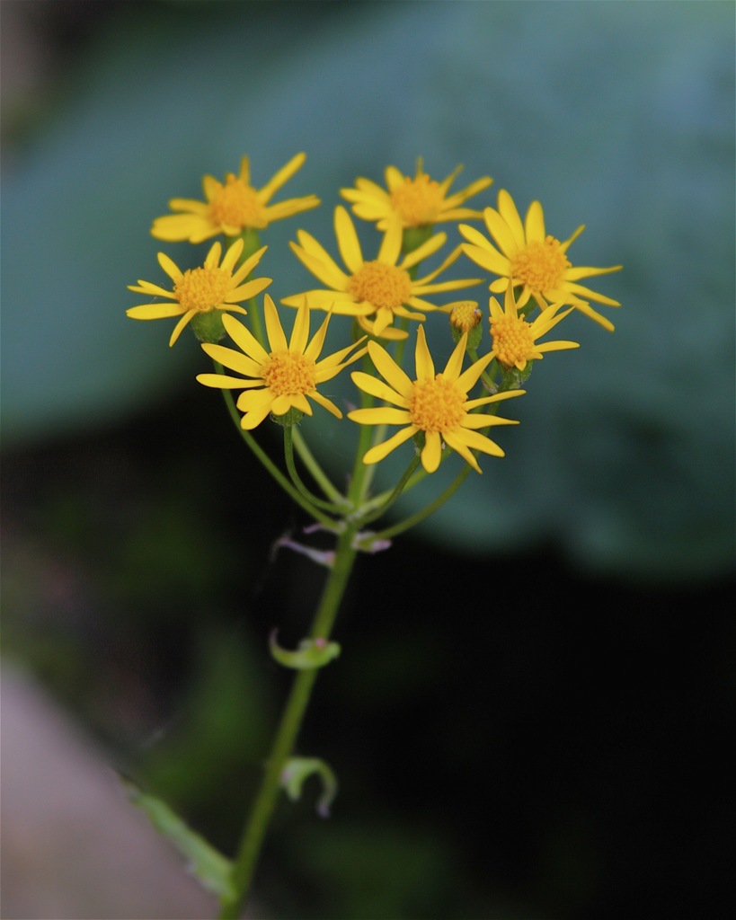 golden ragwort (Packera aurea) - Botanical Realm