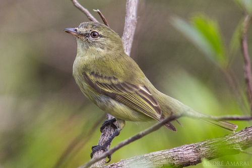 Rough-legged Tyrannulet (Phyllomyias burmeisteri) · iNaturalist United ...