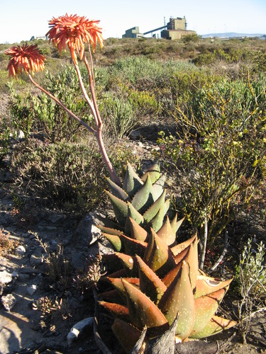 Jewel Aloe (Aloe distans) · iNaturalist United Kingdom