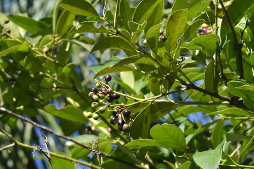 Citronella paniculata · iNaturalist