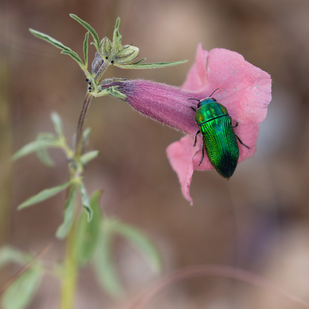 Wild Sesame (Sesamum triphyllum) - Botanical Realm
