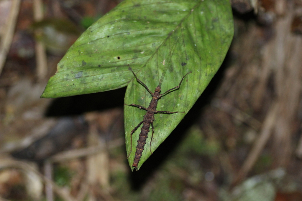 Stick Insects from Kinabalu Park, Ranau, Sabah, Malaysia on December 31 ...
