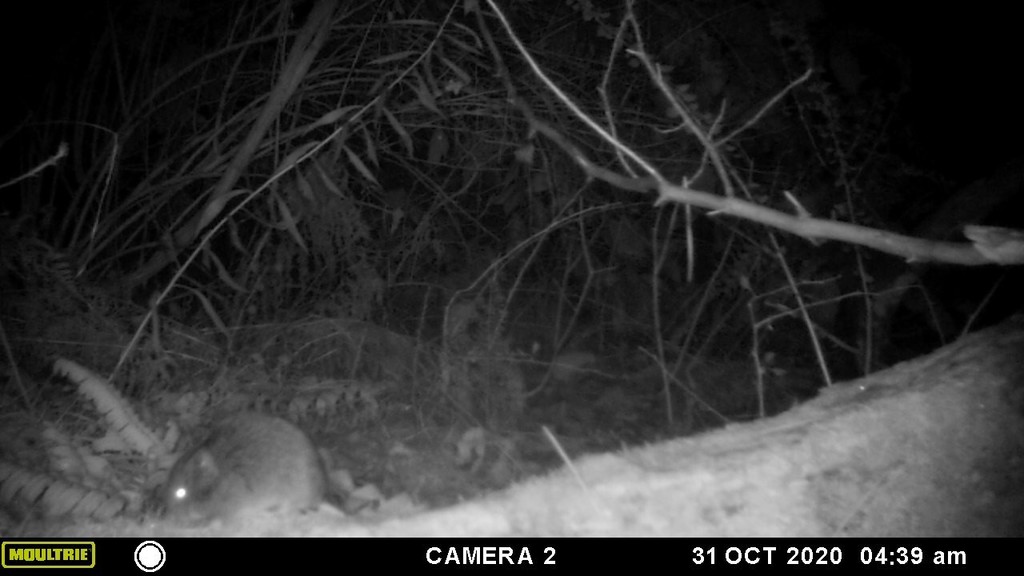 Brown Rat from 149 Natures Way, Quechee, VT 05059, USA on October 31 ...