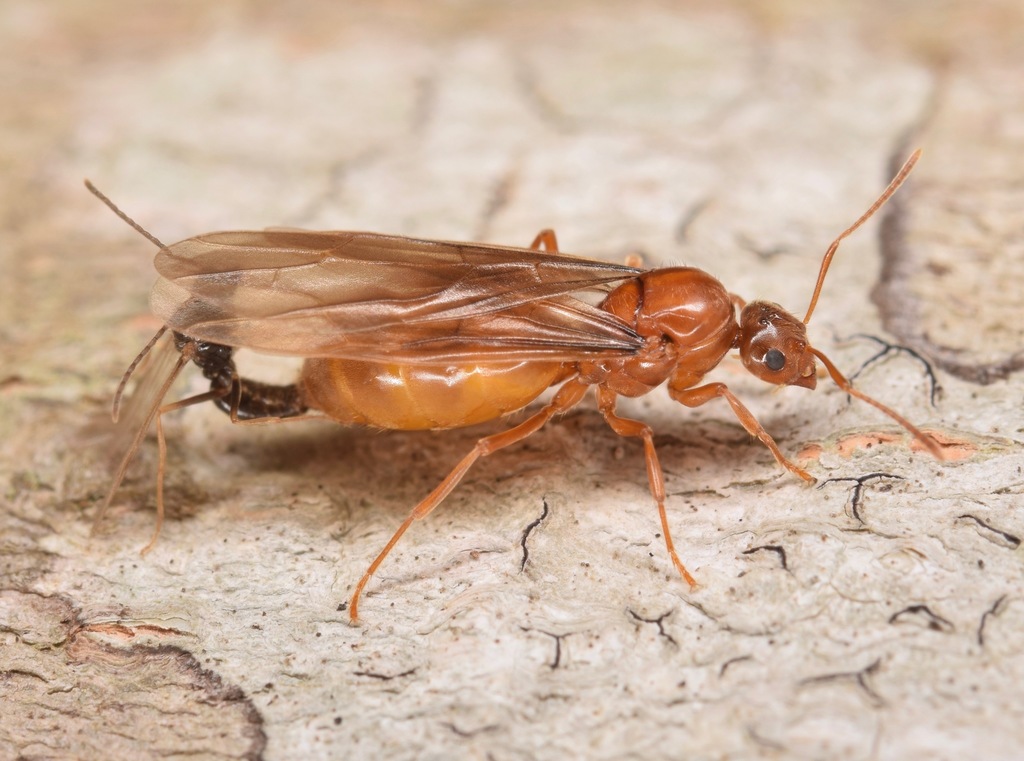 American Winter Ant (Pfeiffer Big Sur State Park Field Guide) · iNaturalist
