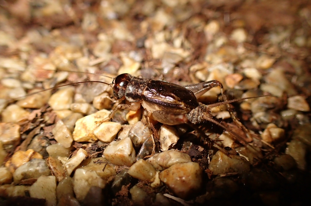 Japanese Burrowing Cricket in August 2020 by n-kita. 北海道内では温泉地などに隔離分布して ...