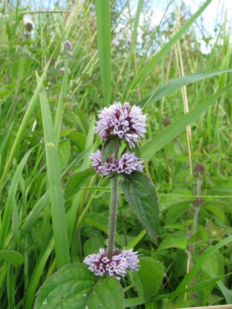 watermint (The Hedgecourt Nature Reserve's Common Plants) · iNaturalist NZ