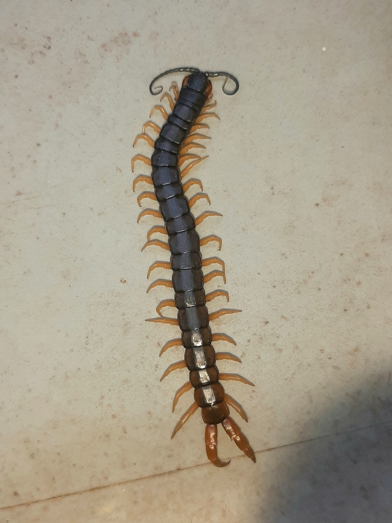 Giant Centipedes from La Paz, El Salvador on October 29, 2020 at 02:19 ...