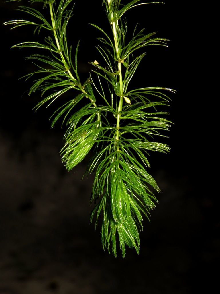 coontail (Ceratophyllum demersum) - Botanical Realm