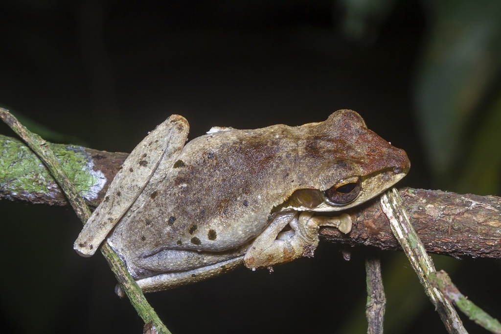 whipping frogs from Kuala Lumpur, Malaysia on May 14, 2014 by dhfischer ...