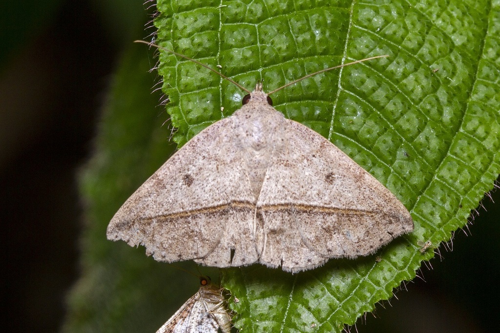 Ugia disjungens from Kuala Lumpur, Federal Territory of Kuala Lumpur ...