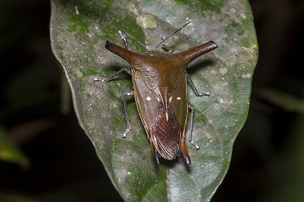 Mucanum patibulum from Kuala Lumpur, Federal Territory of Kuala Lumpur ...