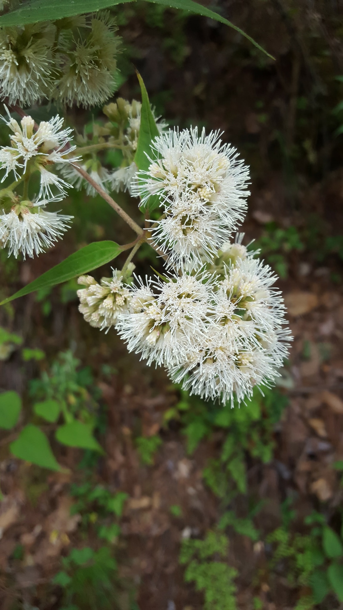 Ageratina areolaris (DC.) D.Gage ex B.L.Turner