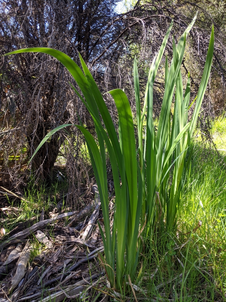 Yellow Iris from Wanaka, New Zealand on November 1, 2020 at 02:06 PM by ...