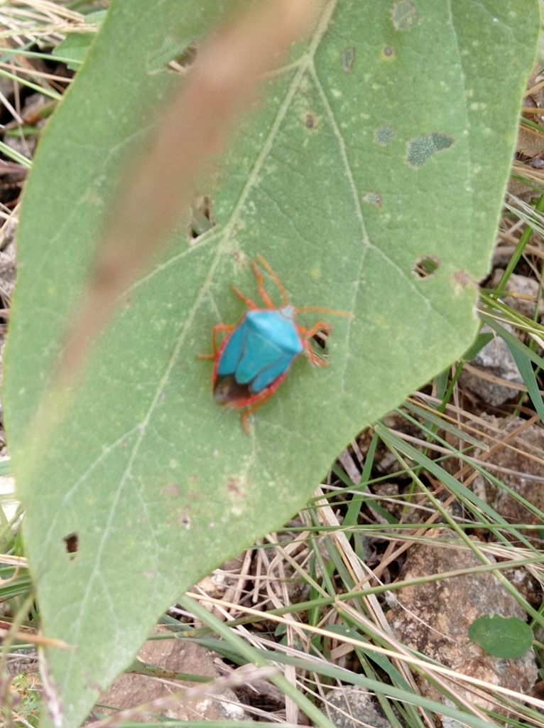 Red-bordered Stink Bug from Unnamed Road, Piedecuesta, Santander ...