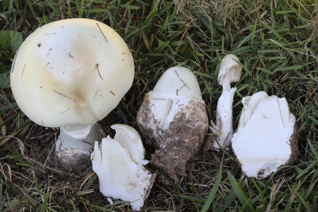 Amanita Sect. Phalloideae from Whitewater Memorial State Park, Indiana ...