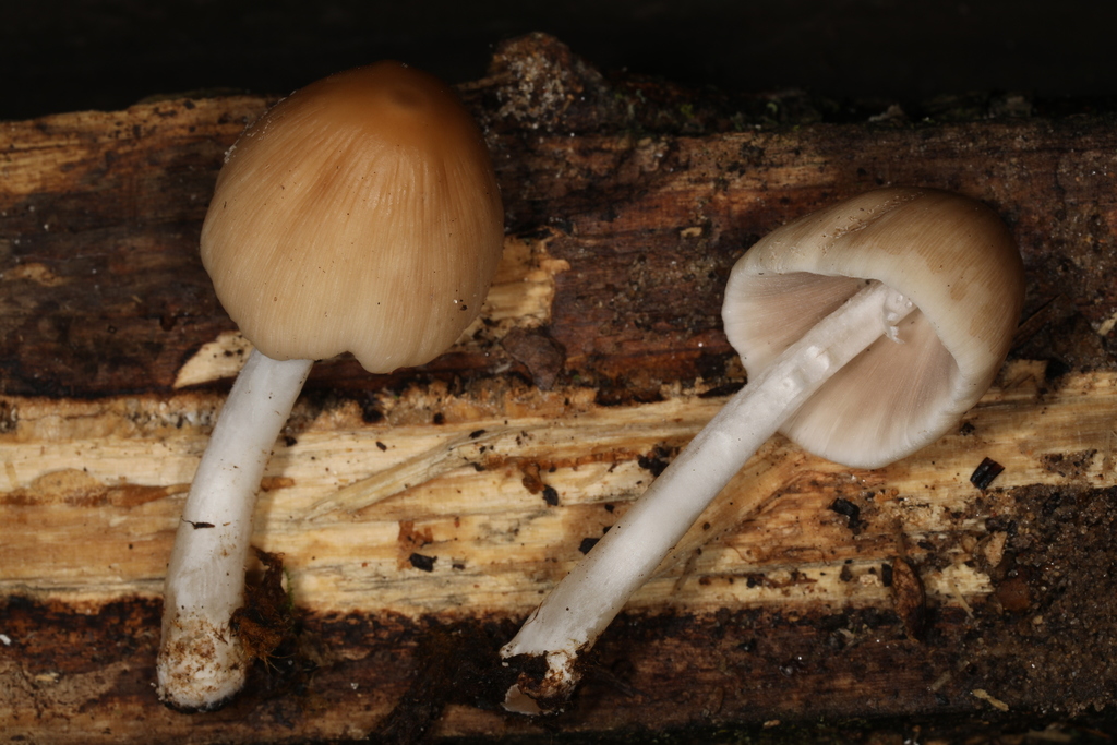 Coprinellus radians from Harmonie State Park, New Harmony, Indiana, USA ...