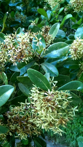 Asteropeia multiflora · NaturaLista Colombia