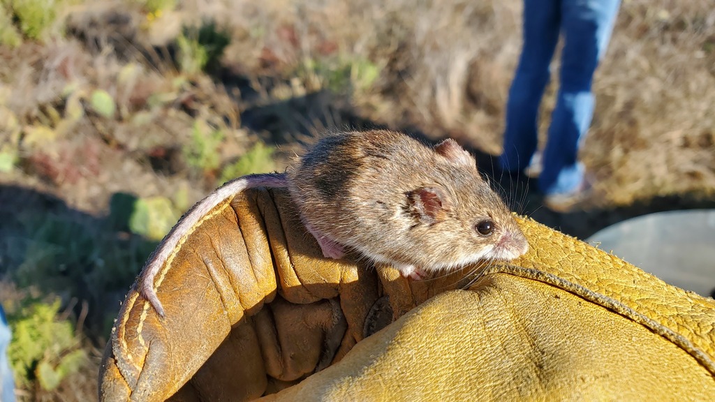 Plains Harvest Mouse from Callahan County, TX, USA on November 2, 2020 ...