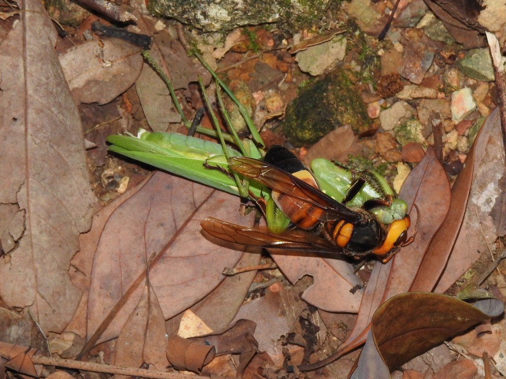 Southern Giant Hornet from 梅花/茅坪 古道 on November 2, 2020 by Alan Kwok ...