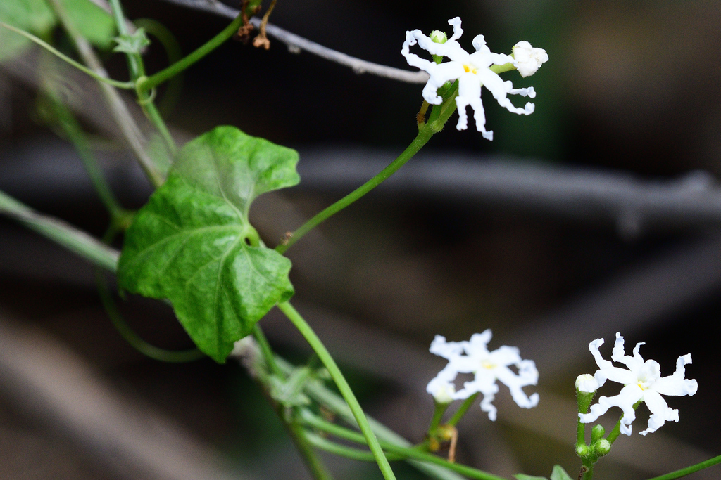 (Ceratosanthes palmata) - Botanical Realm