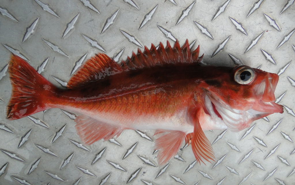 Pacific Ocean Perch (Sebastes alutus) - Marine Life Identification