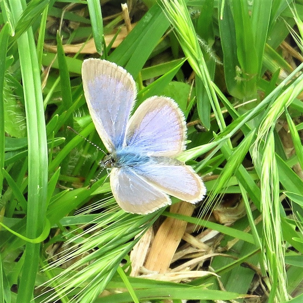 Common Grass-blue from Wallaga Lake NSW 2546, Australia on October 29 ...