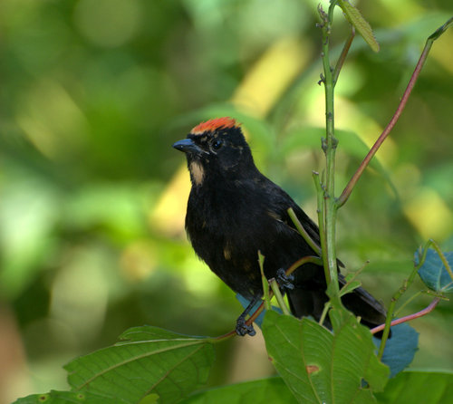 Flame-crested Tanager (Tachyphonus cristatus) · iNaturalist