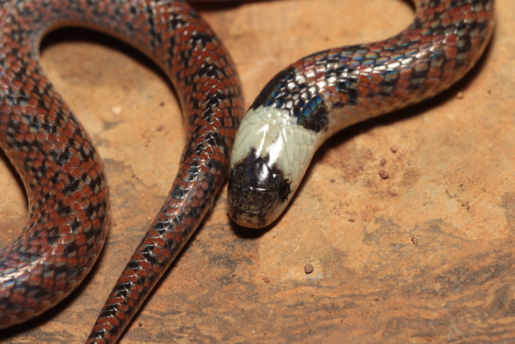 Atractus potschi from Fazenda Limoeiro on October 29, 2020 at 10:36 PM ...