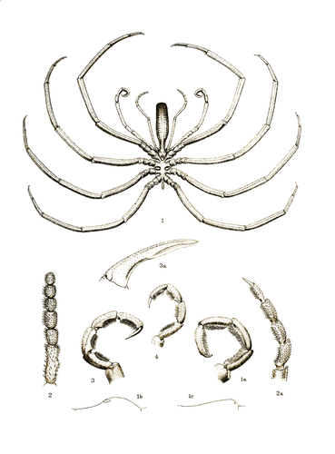 Colossendeis australis · iNaturalist