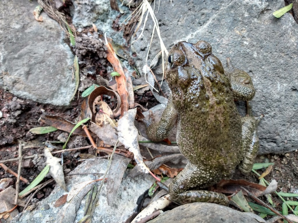 Pine Toad from Corregidora, Qro., México on November 2, 2020 at 04:26 ...