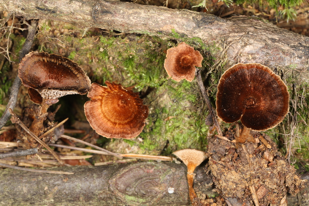 Shiny cinnamon polypore from Lincoln State Park, Indiana, USA on August ...