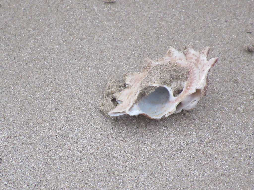 Circular Saw Shell from Chatham Islands Territory, New Zealand on ...