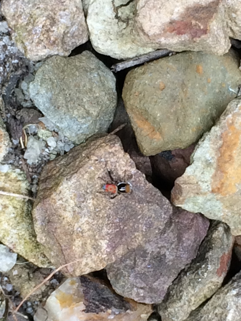 Common Peacock Spider from Frankston South VIC, Australia on November 3 ...