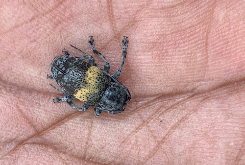 Frea haroldi · iNaturalist