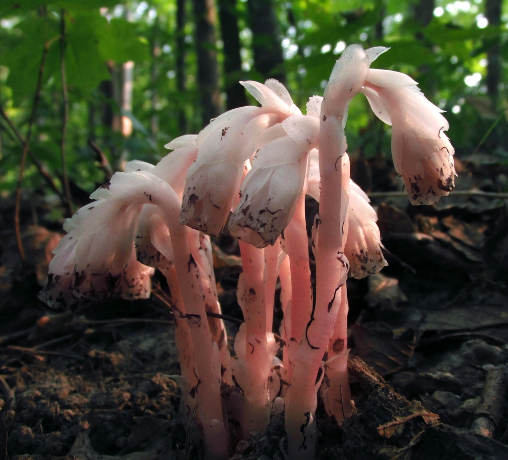 monotropes (Monotropoideae) - Botanical Realm