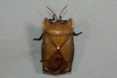 Sanganus jenseni · iNaturalist