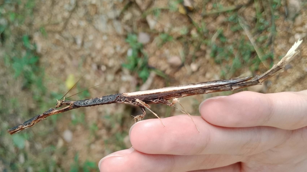 Toxoderopsis taurus from Kaeng Kra Chan, Kaeng Krachan District ...