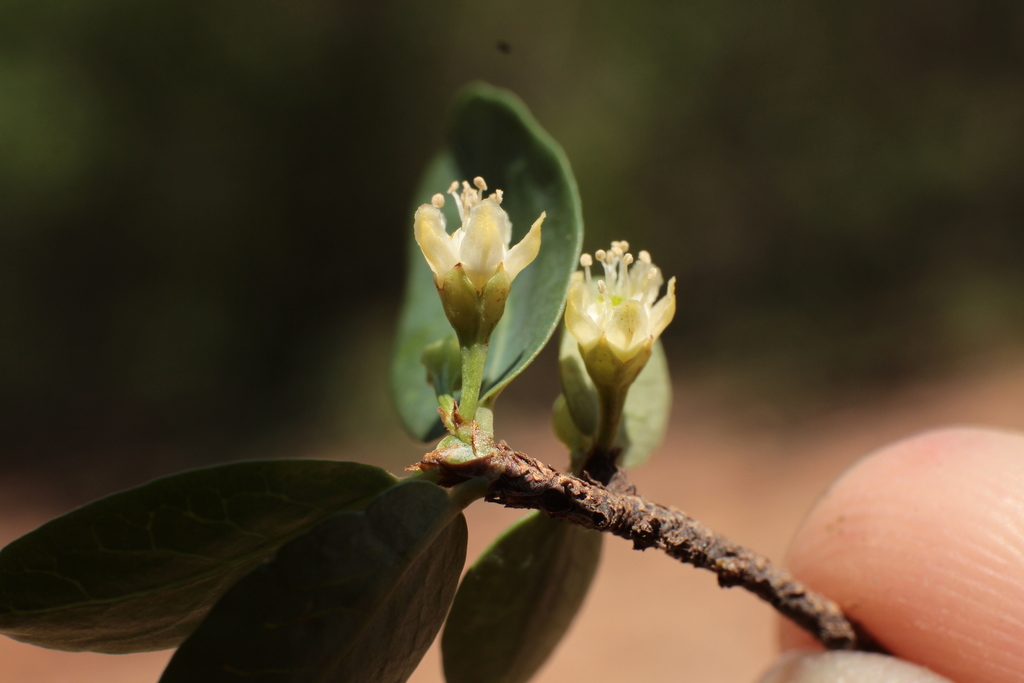 coca family (Erythroxylaceae) - Botanical Realm